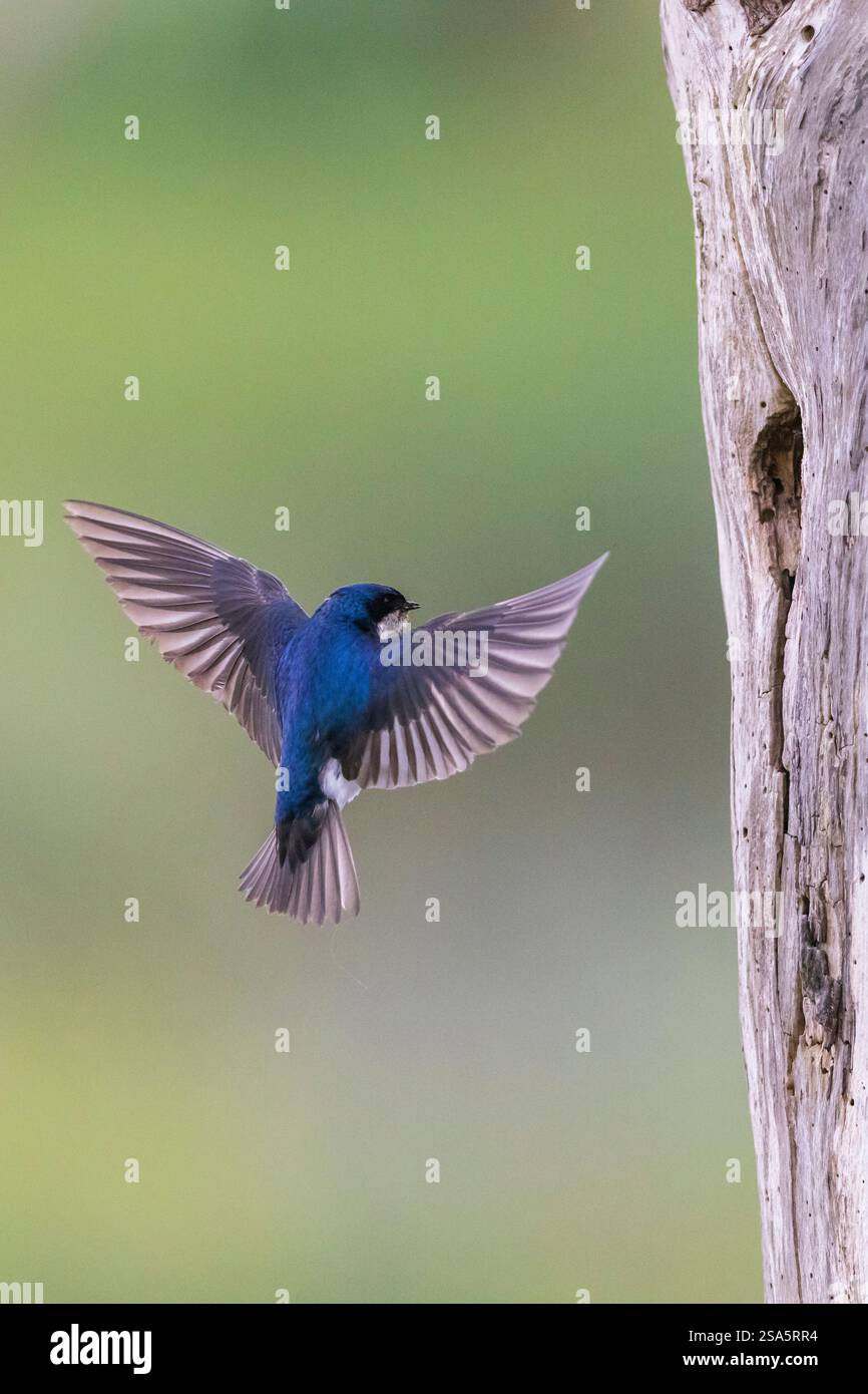 Tree swallow inspecting nest cavity in old snag, Montana, USA Stock ...