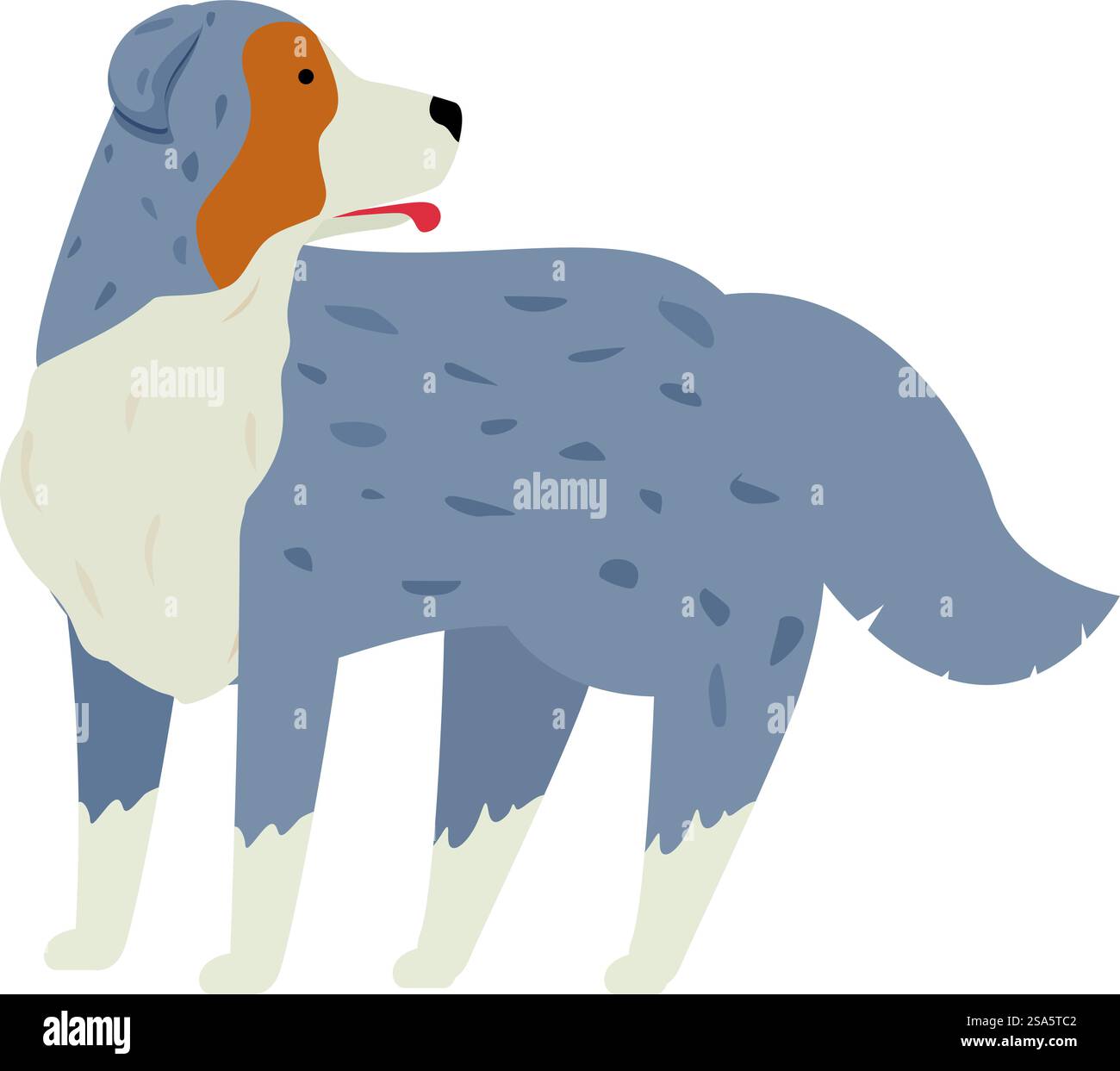 Australian shepherd dog standing with tongue out looking over shoulder ...