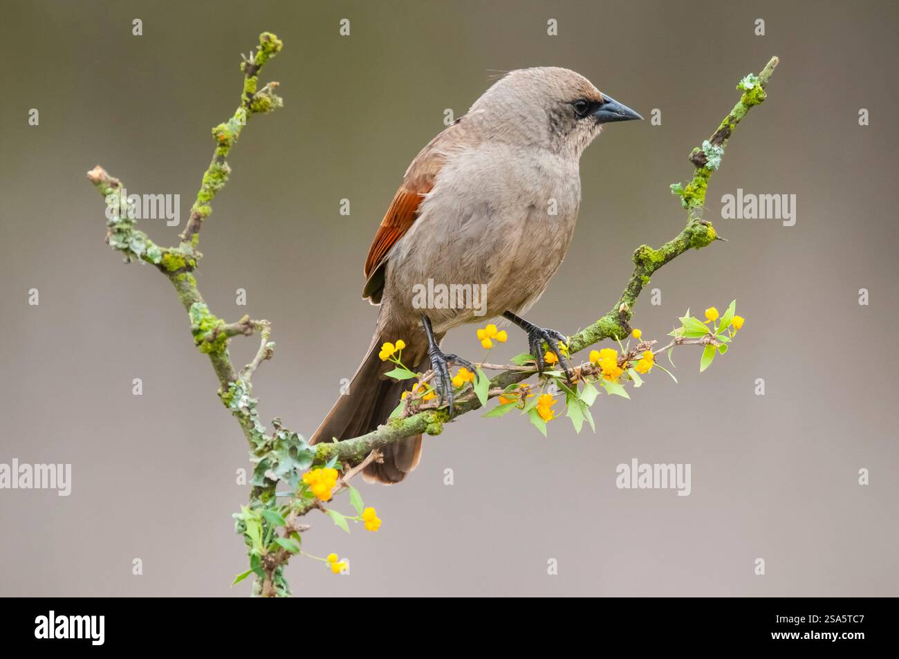 Bay winged Cowbird nesting, in Calden forest environment, La Pampa ...