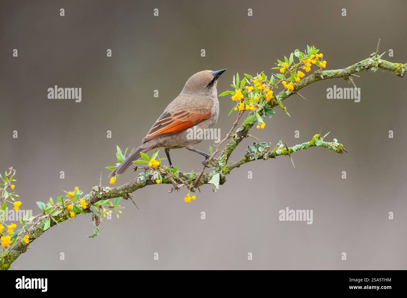 Bay winged Cowbird nesting, in Calden forest environment, La Pampa ...