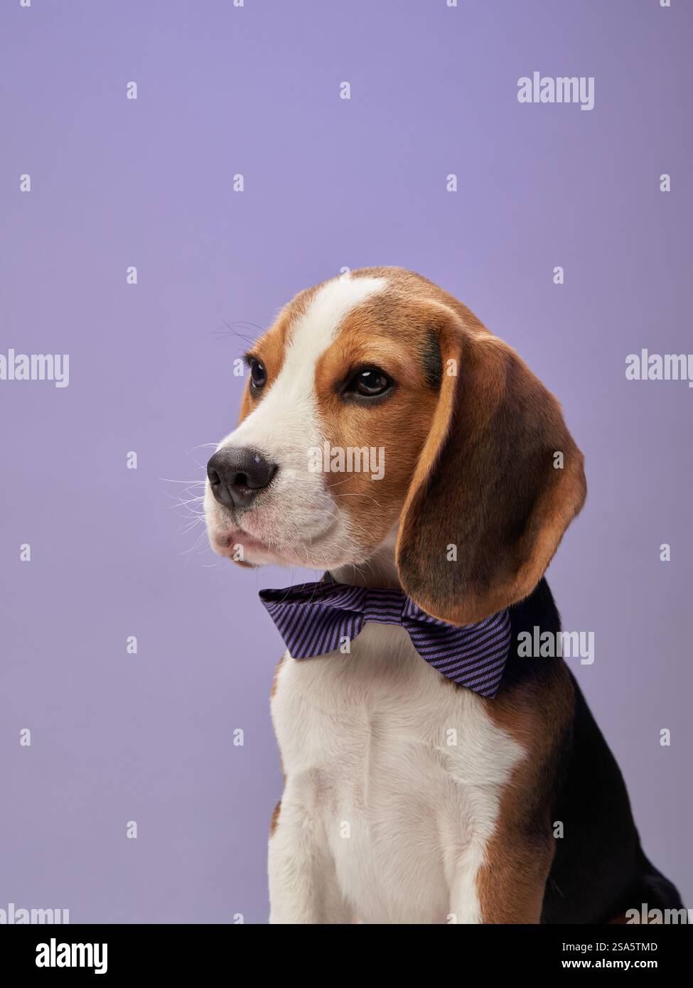 A beagle wearing a stylish bow tie is captured in a headshot against a ...