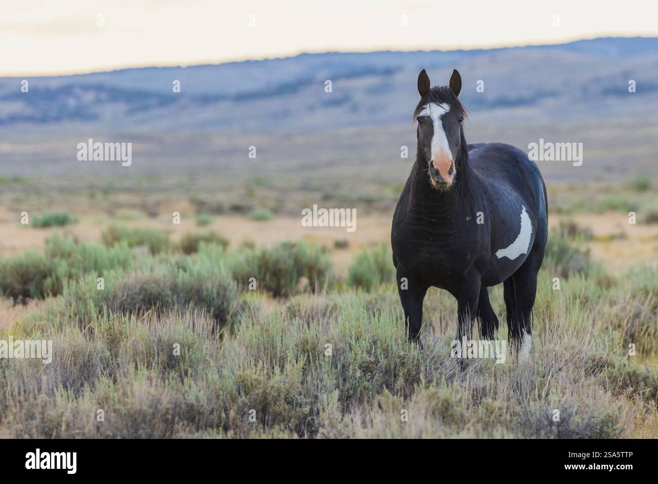 Mustang stallion hi-res stock photography and images - Alamy