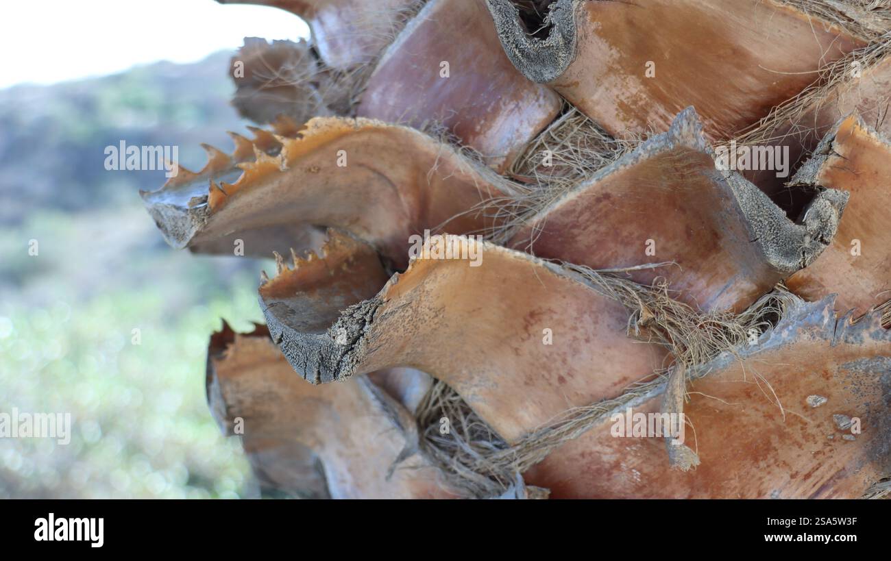 Close-up and detail of the trunk of a canary palm (Phoenix canariensis ...