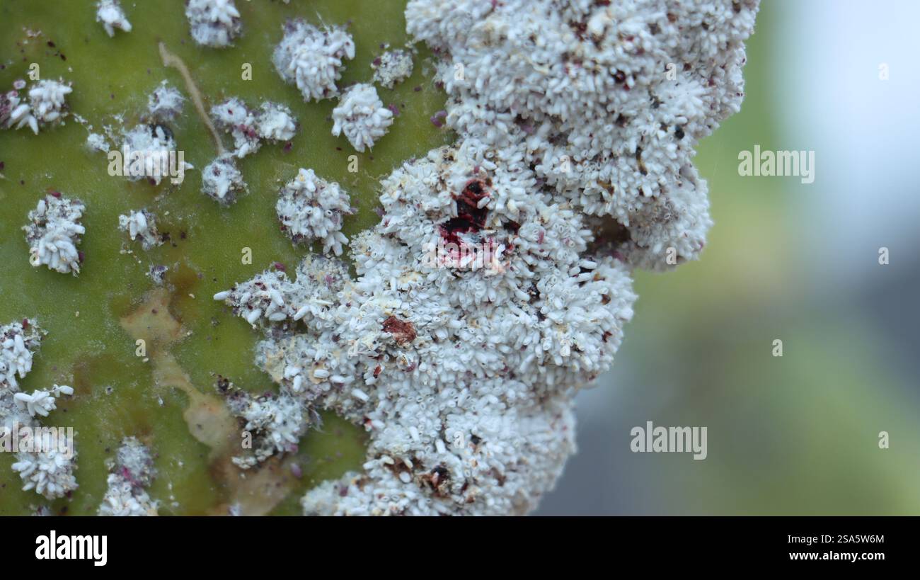 close-up of the Mexican wild mealybug (Dactylopius opuntiae), a pest ...