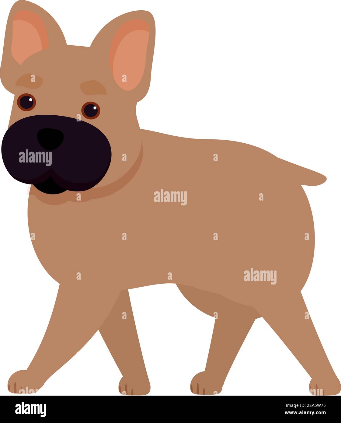 Happy french bulldog walking with its short legs. French bulldog ...