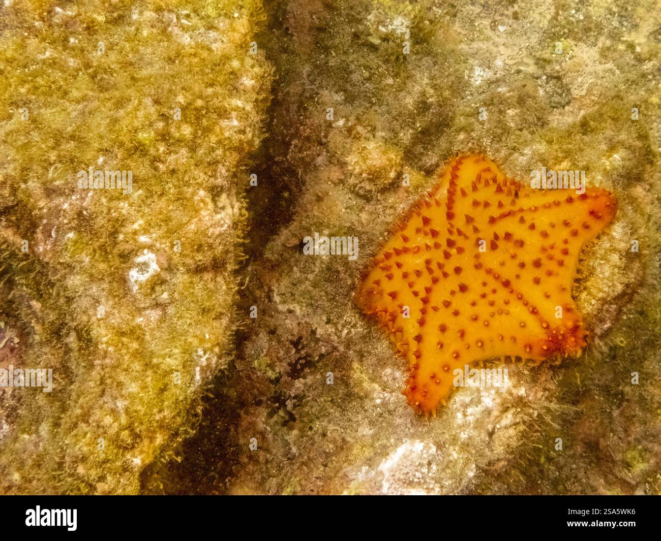Ecuador, Galapagos National Park, Bartolome Island. Sea star on rock ...