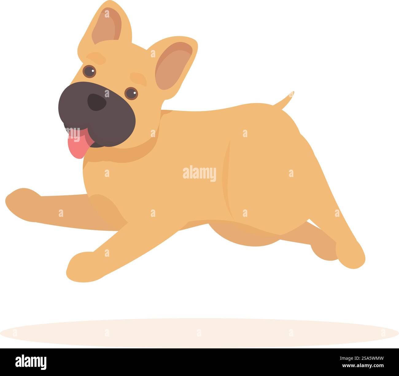 Happy french bulldog running with tongue out on white background ...