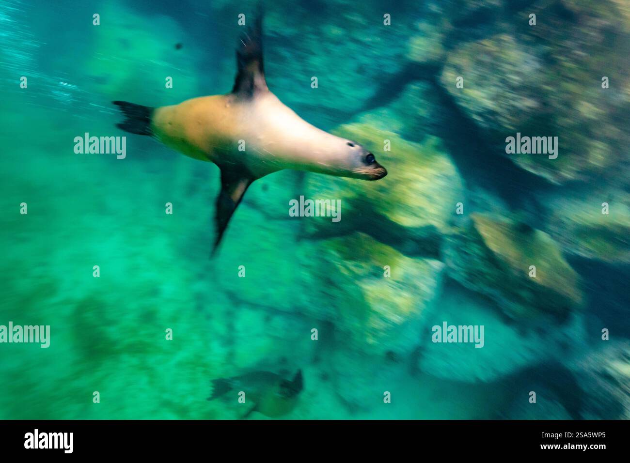 Ecuador, Galapagos National Park, Isla Lobos. Galapagos sea lion ...
