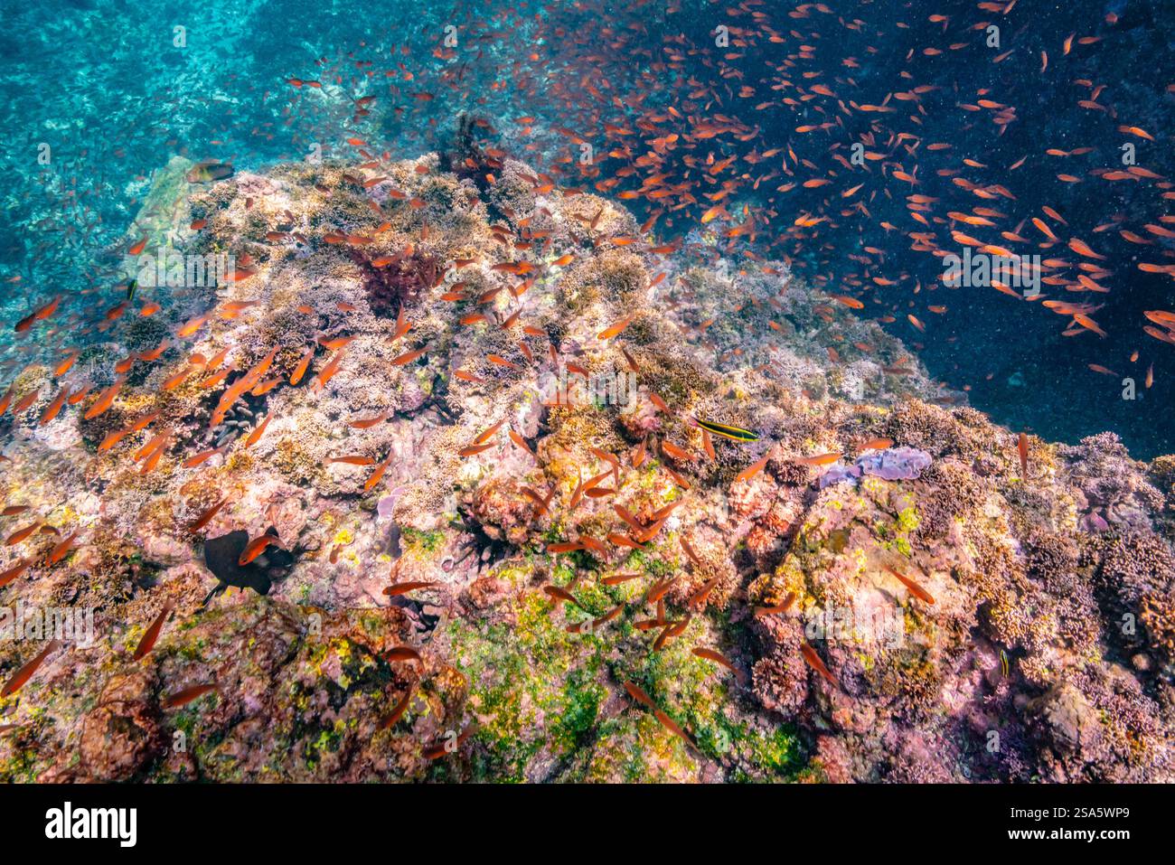 Ecuador, Galapagos National Park, Espanola Island, Gardiner Bay ...