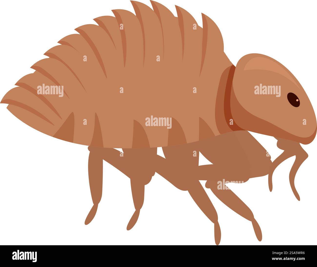 Flea insect pest walking, this animal can spread disease and carry ...