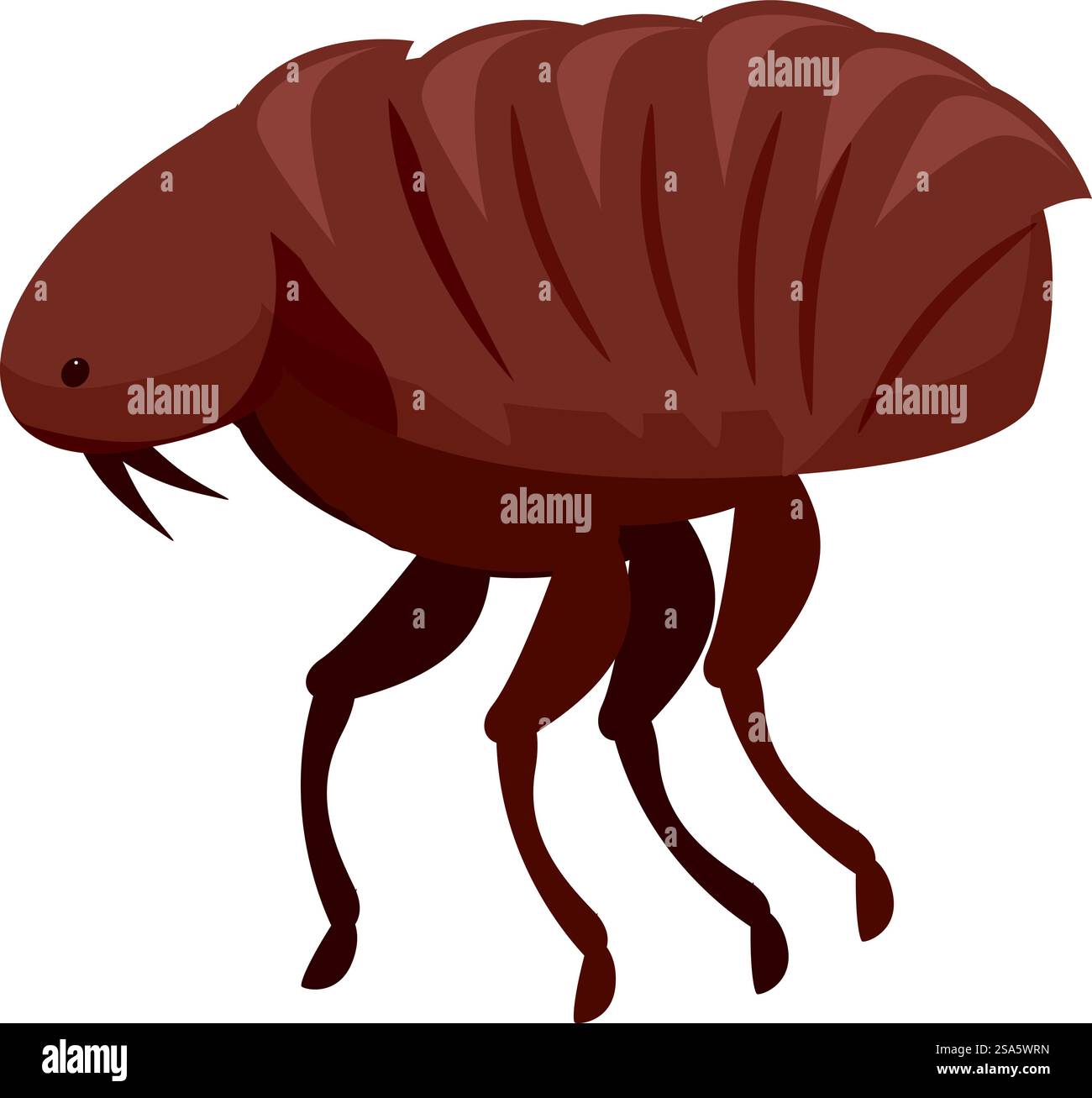 Brown flea insect walking in side view. Brown flea insect walking side ...