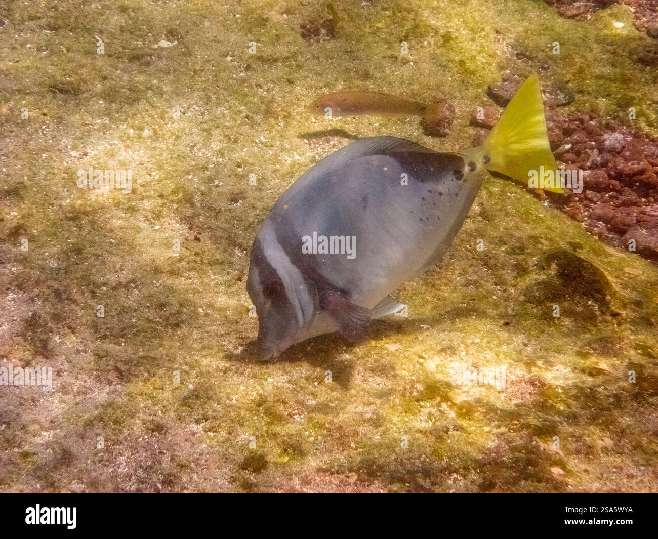 Ecuador, Galapagos National Park, Espanola Island, Gardiner Bay. Yellow ...