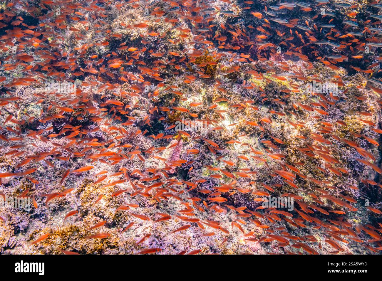 Ecuador, Galapagos National Park, Espanola Island, Gardiner Bay ...