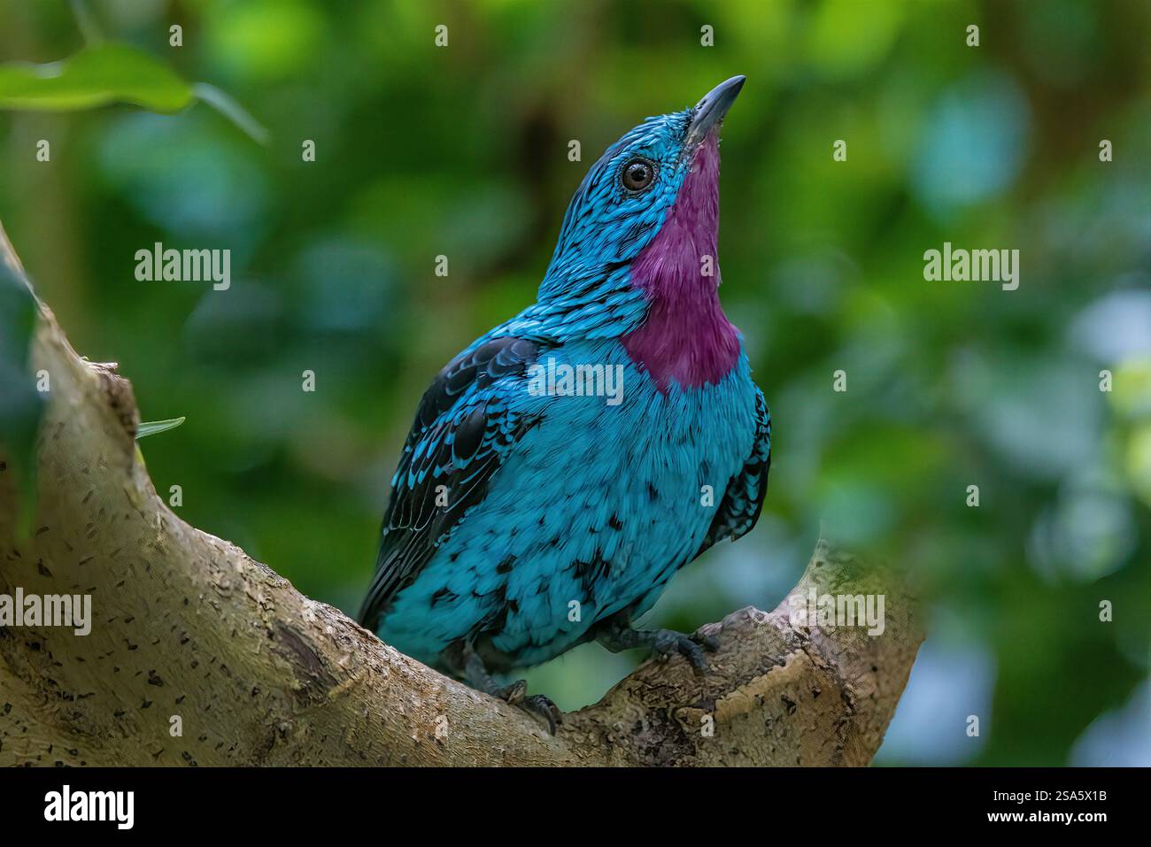 South America, Peru. Close-up of spangled cotinga bird in tree Stock ...