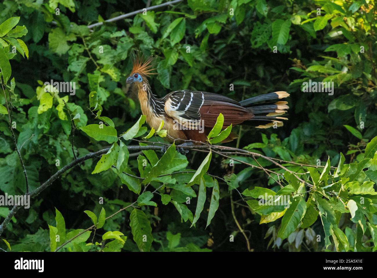 Peru, Amazon. Hoatzin bird in jungle tree Stock Photo - Alamy