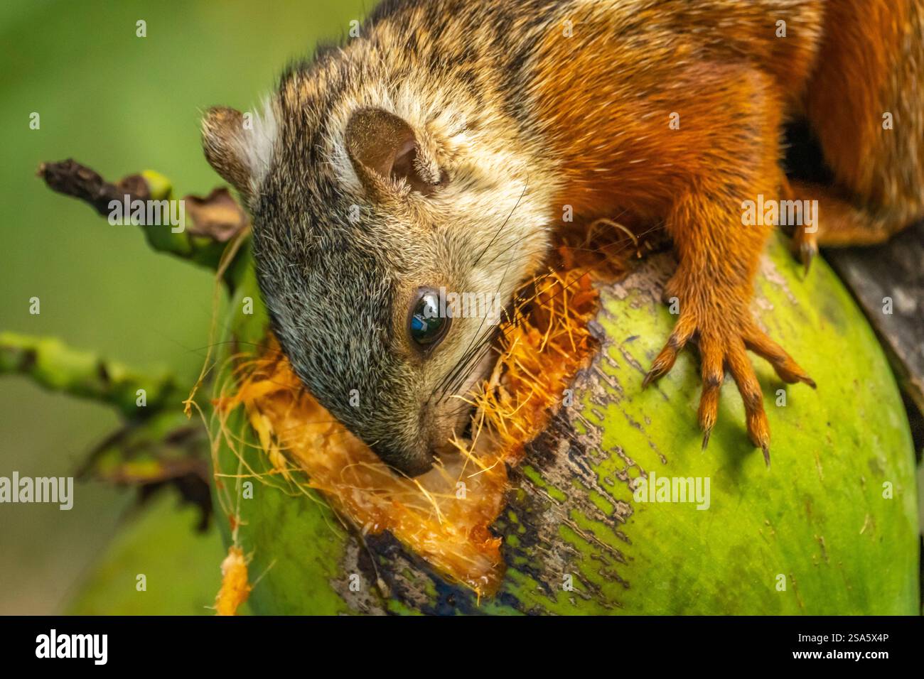 Costa Rica, Parque Nacional Carara. Variegated squirrel eating coconut ...