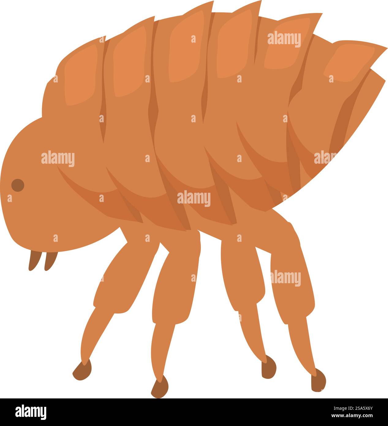 Flea insect walking and spreading disease through bite. Flea insect ...