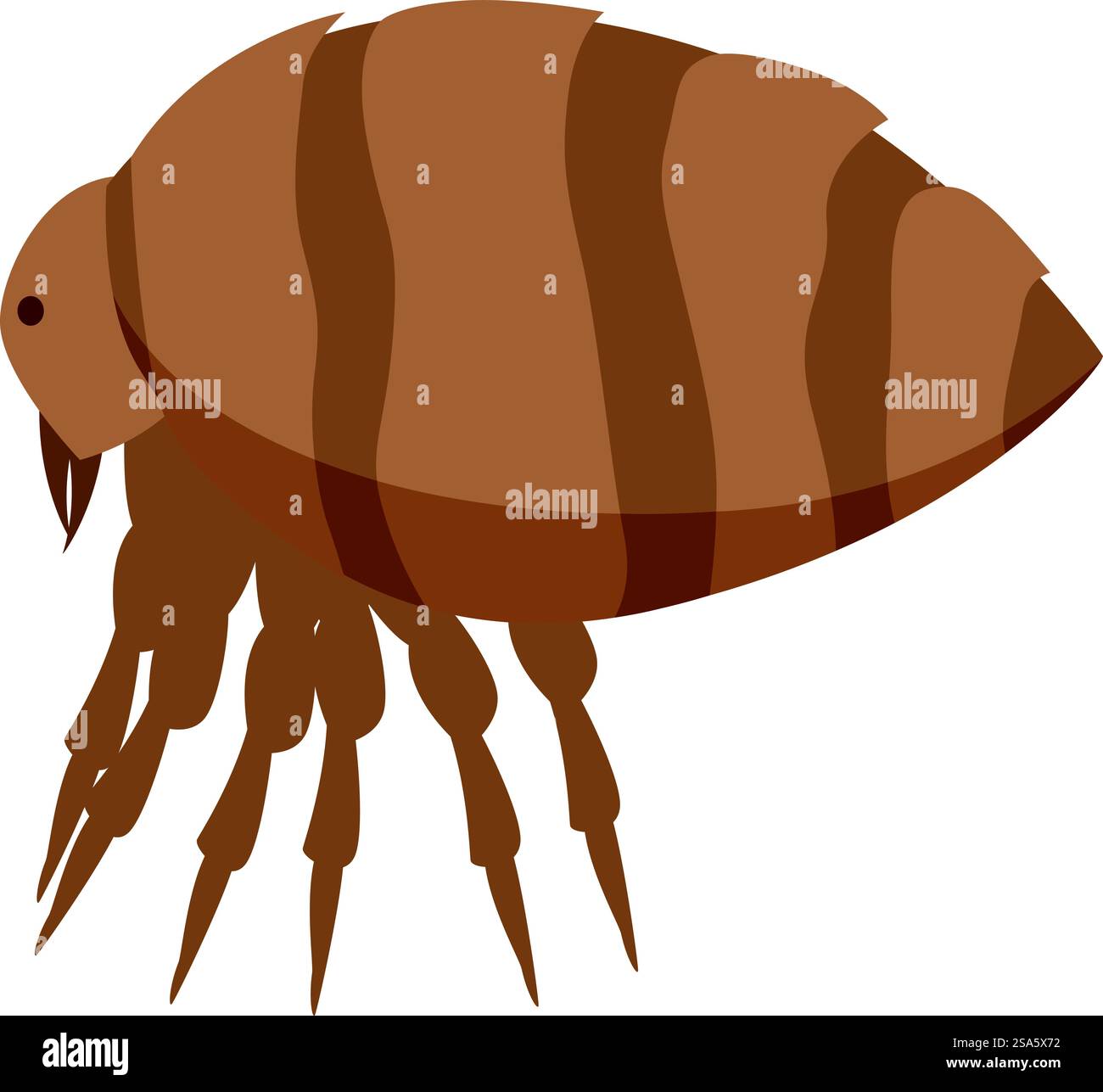 Flea insect walking with its six legs, a small parasite living on ...