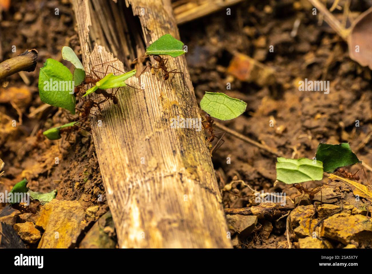 Costa Rica, Parque Nacional Carara. Leaf-cutter ants carrying leaves ...