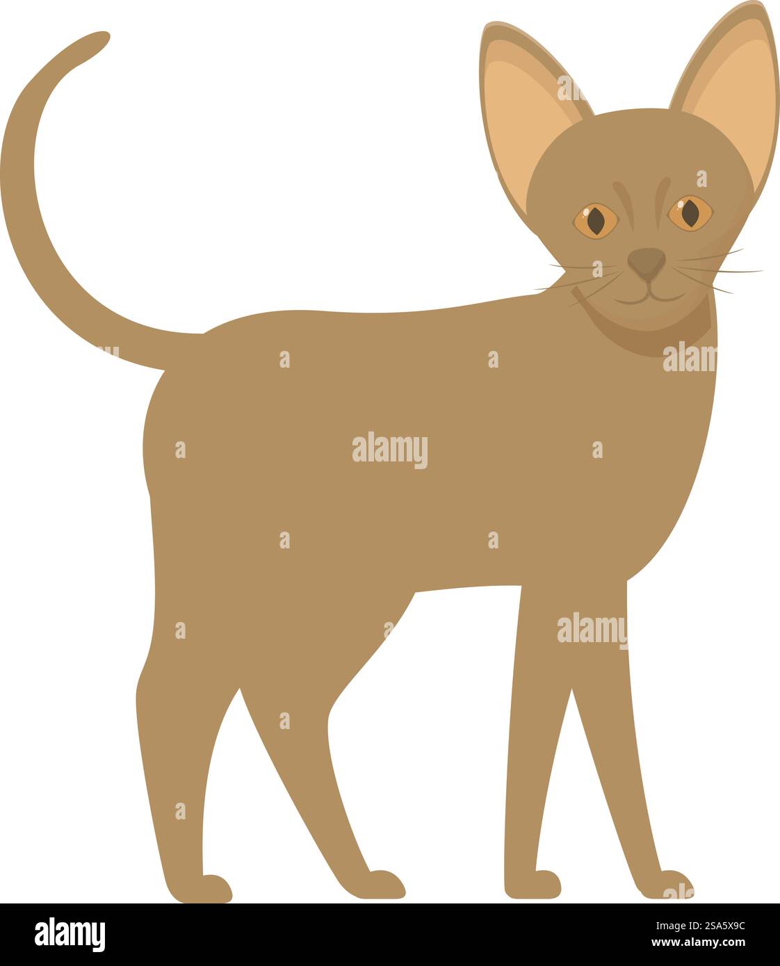 Abyssinian cat is standing gracefully with its tail raised, showcasing ...