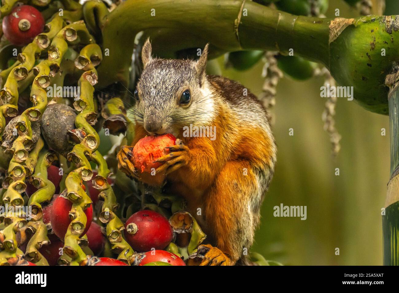 Costa Rica, Parque Nacional Carara. Variegated squirrel eating fruit ...