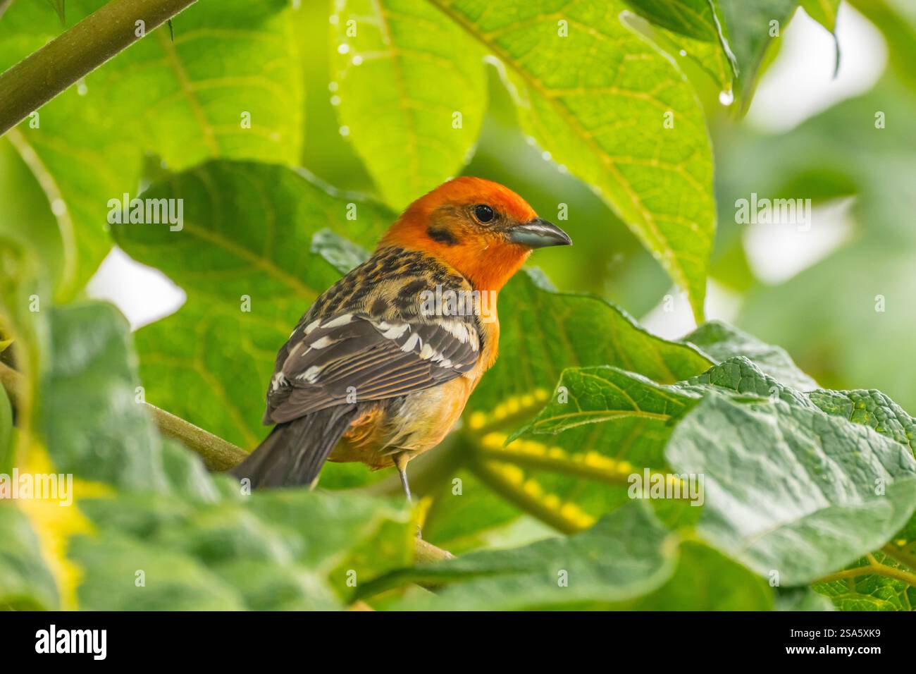 Costa Rica, Cordillera de Talamanca. Male flame-colored tanager bird on ...