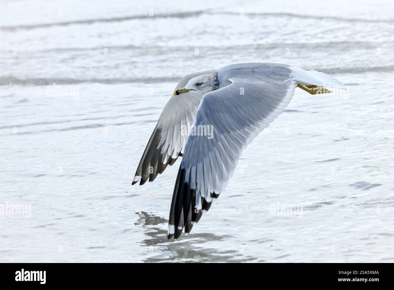 Seagull flying over beach Stock Photo - Alamy