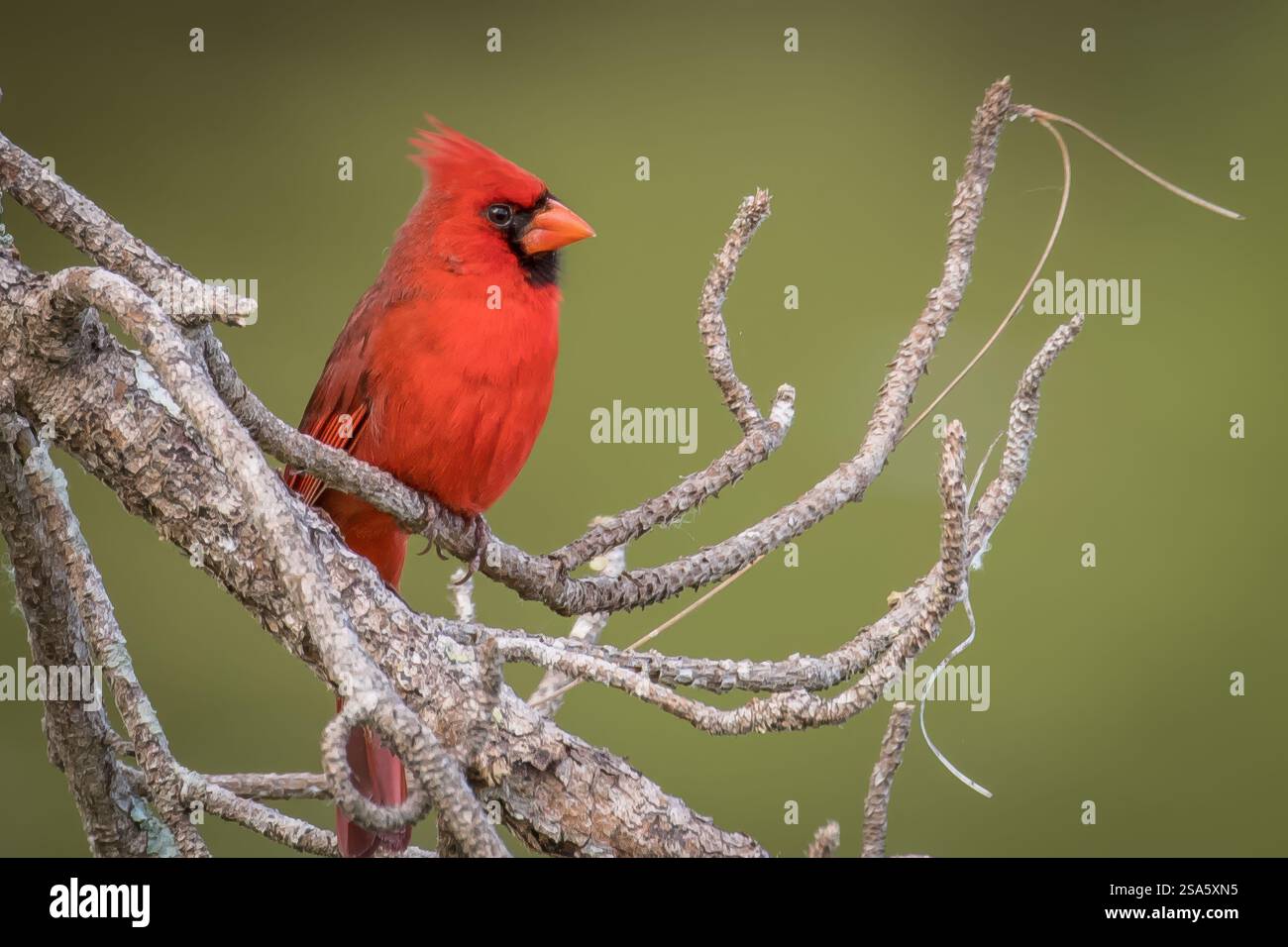 Cardinal sitting on branch Stock Photo - Alamy