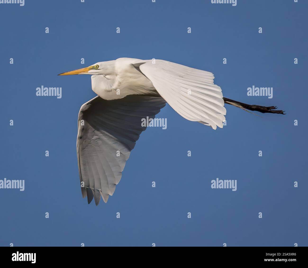 Eastern great egret flying hi-res stock photography and images - Alamy