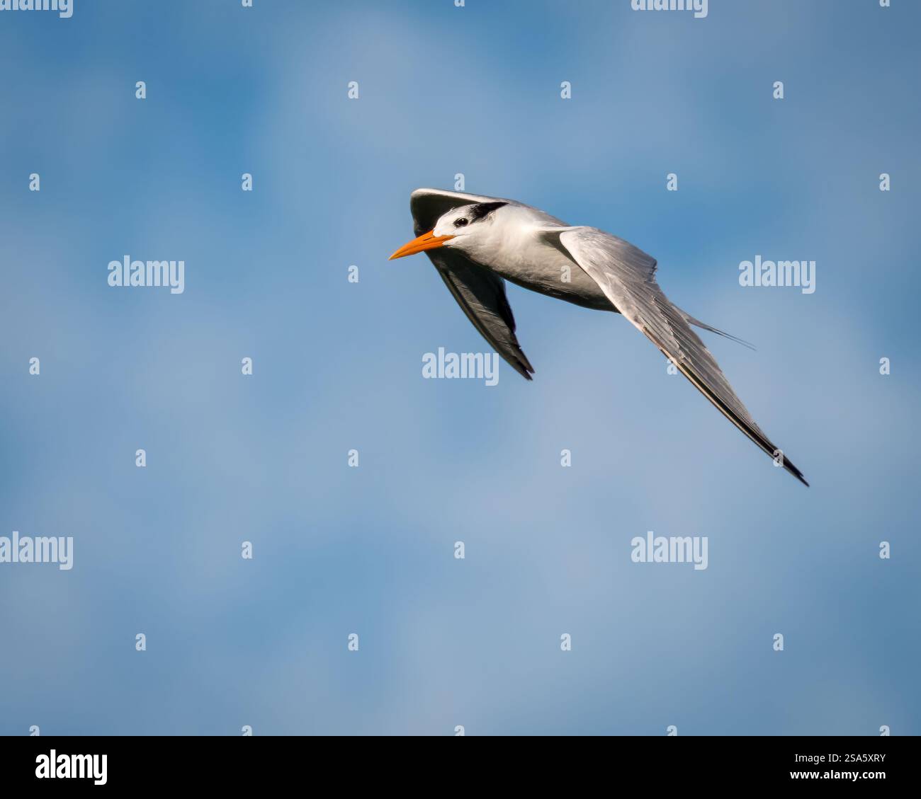 Skimmer bird flying high Stock Photo - Alamy