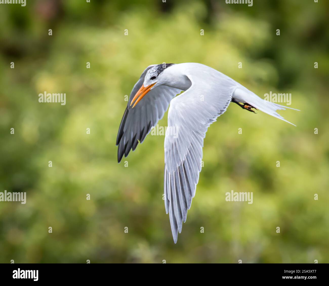 Skimmer bird flying high Stock Photo - Alamy