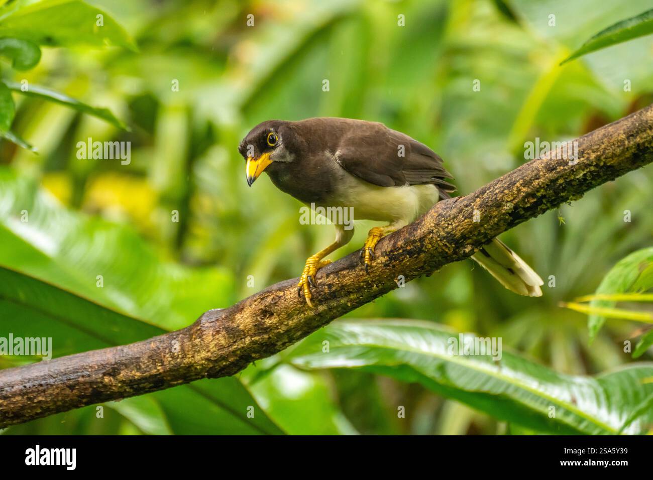 Costa Rica, Tuis Valley. Brown jay close-up Stock Photo - Alamy