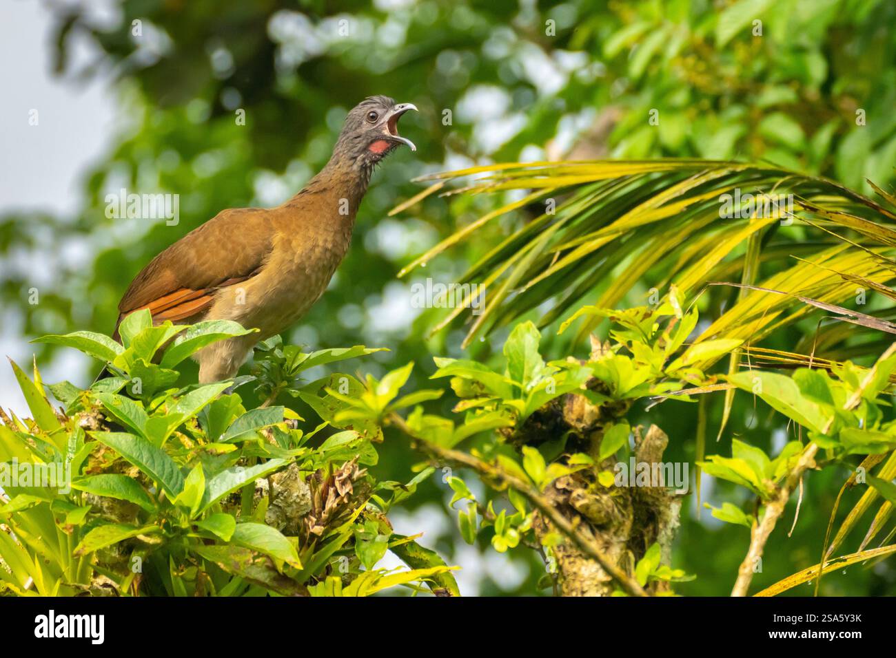 Costa Rica, Tuis Valley. Grey-headed chachalaca bird calling Stock ...