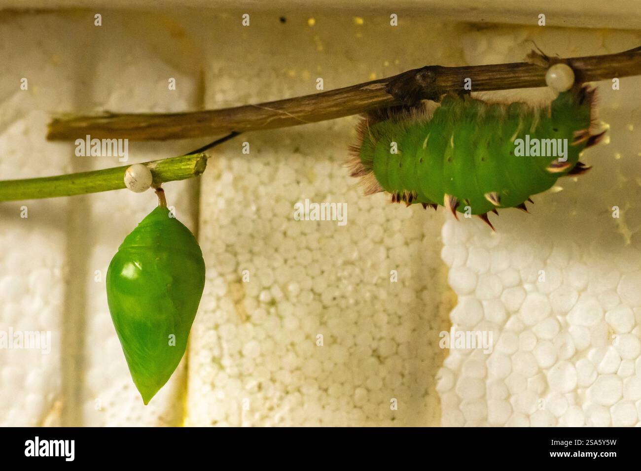 Costa Rica, Tuis Valley. Blue morpho butterfly chrysalis and ...