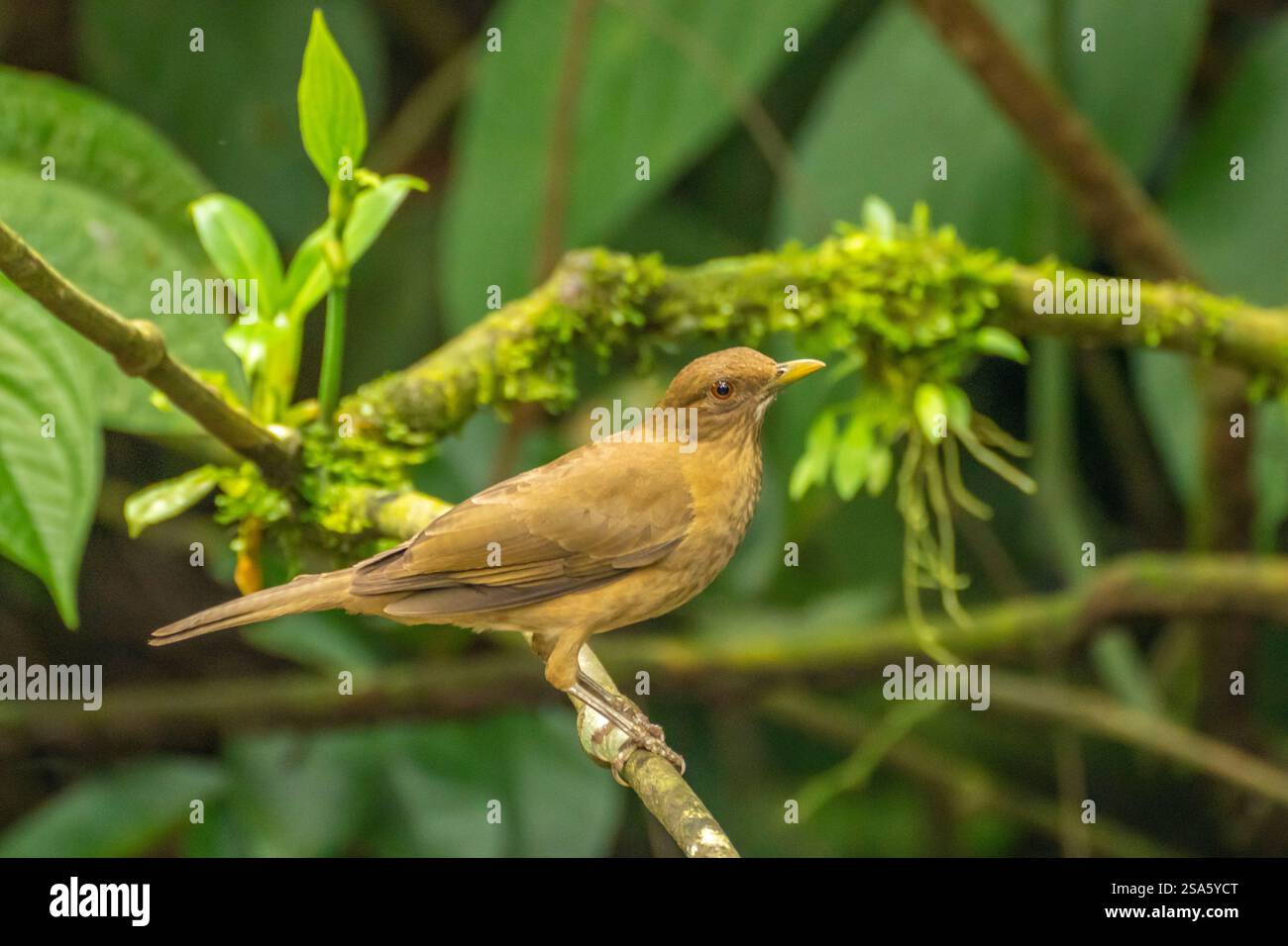 Costa Rica. Clay-colored thrush bird on limb Stock Photo - Alamy