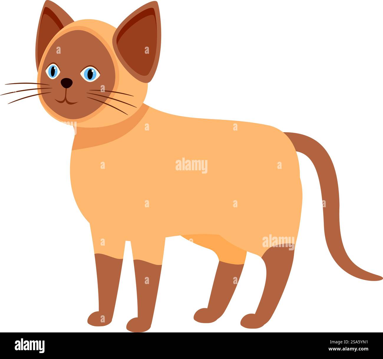 Adorable siamese cat standing with its tail slightly raised, displaying ...