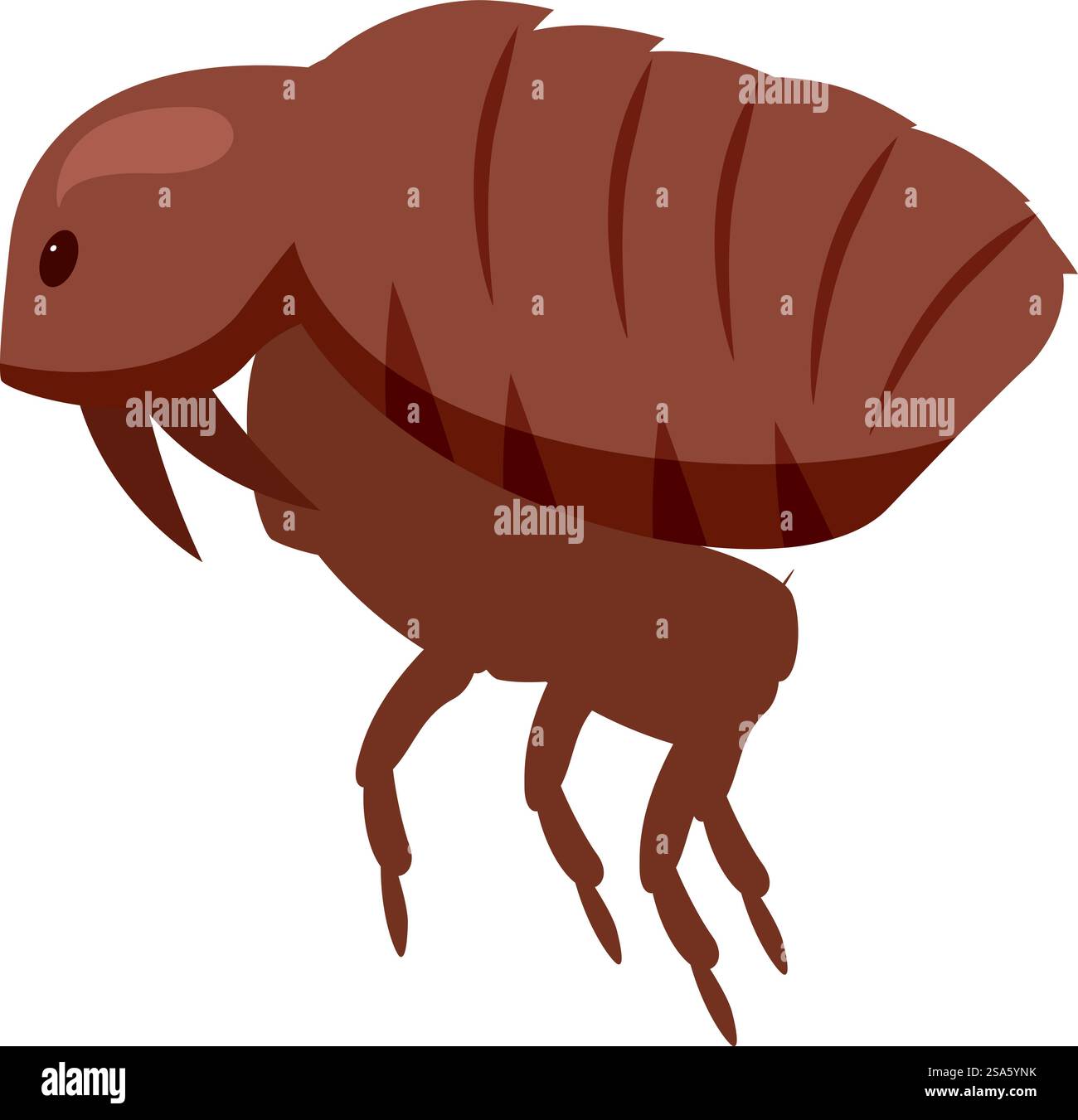 Flea is jumping, spreading disease, biting skin, and acting as a ...