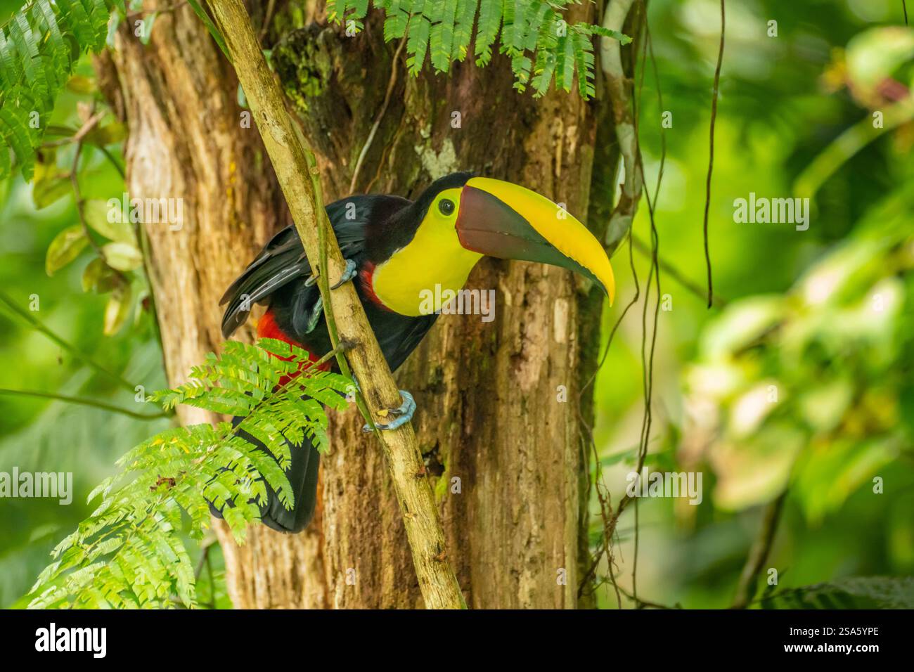 Costa Rica. Chestnut-mandibled toucan close-up Stock Photo - Alamy