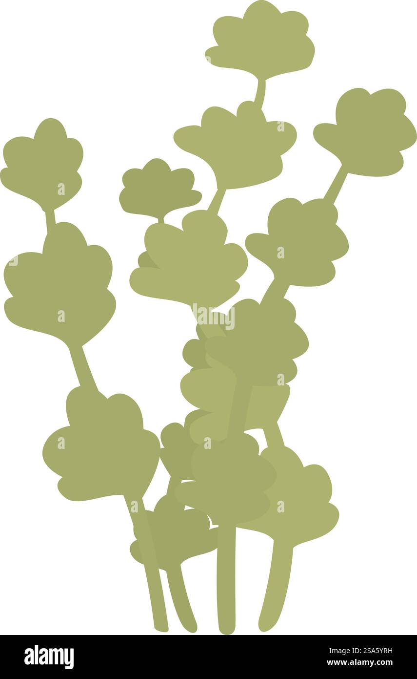 Green coriander plant growing upwards with multiple stems and leaves ...