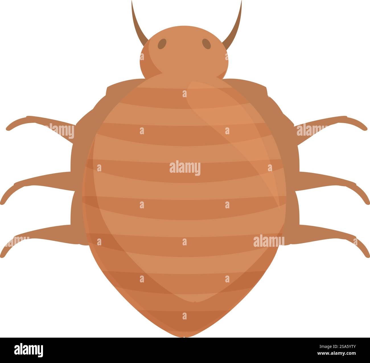 Bed bug is crawling, showing its segmented body and six legs. Bed bug ...