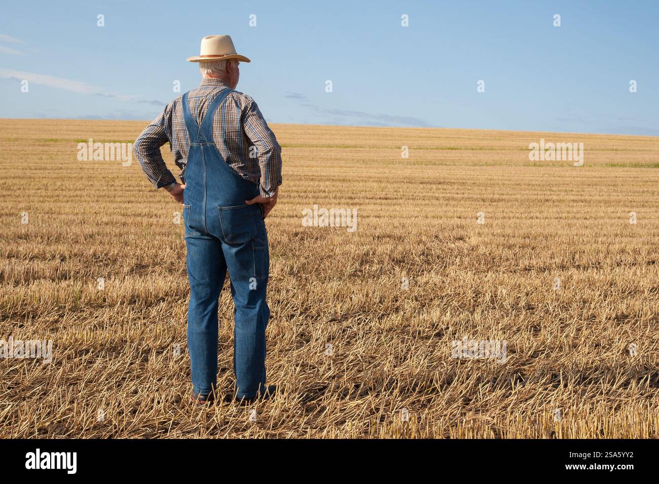 An elderly farmer, wearing jeans dungarees and a straw hat, stands ...