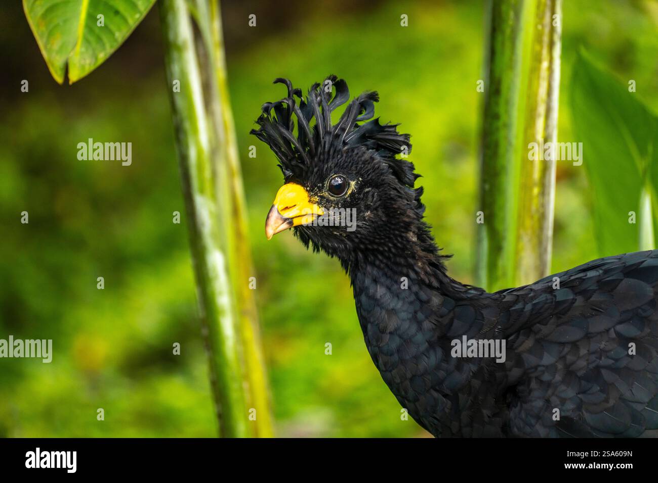 Costa Rica, Arenal Observatory. Great curassow bird male profile Stock ...