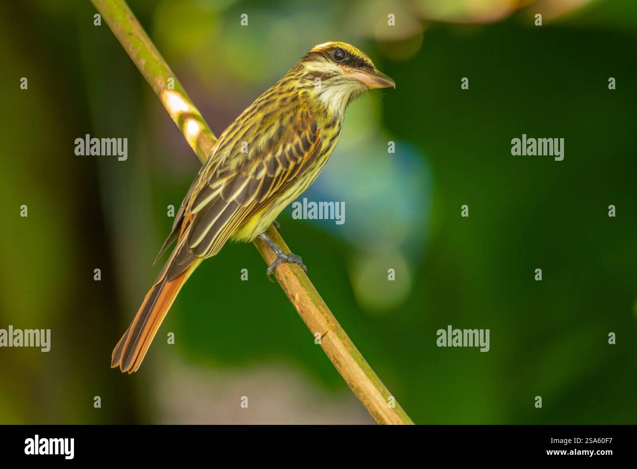 Costa Rica, Parque Nacional Carara. Sulphur-bellied flycatcher bird on ...