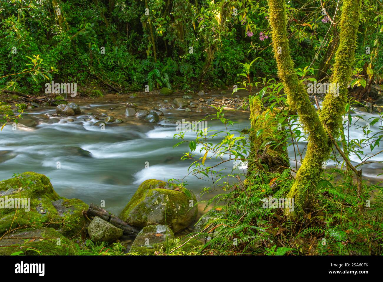 Costa Rica, Cordillera de Talamanca. Savegre River rapids Stock Photo ...