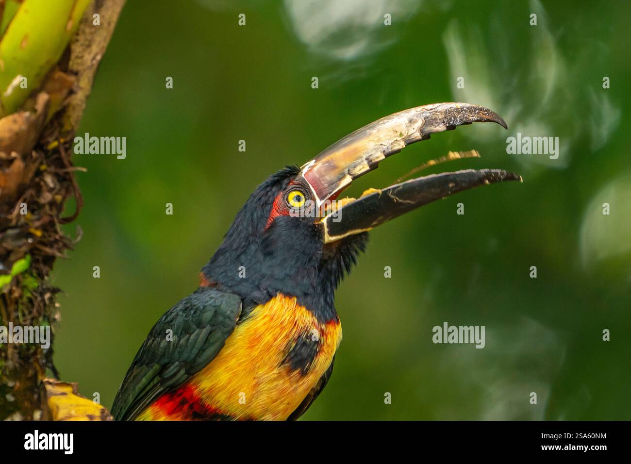 Costa Rica. Collared aracari bird eating banana Stock Photo - Alamy