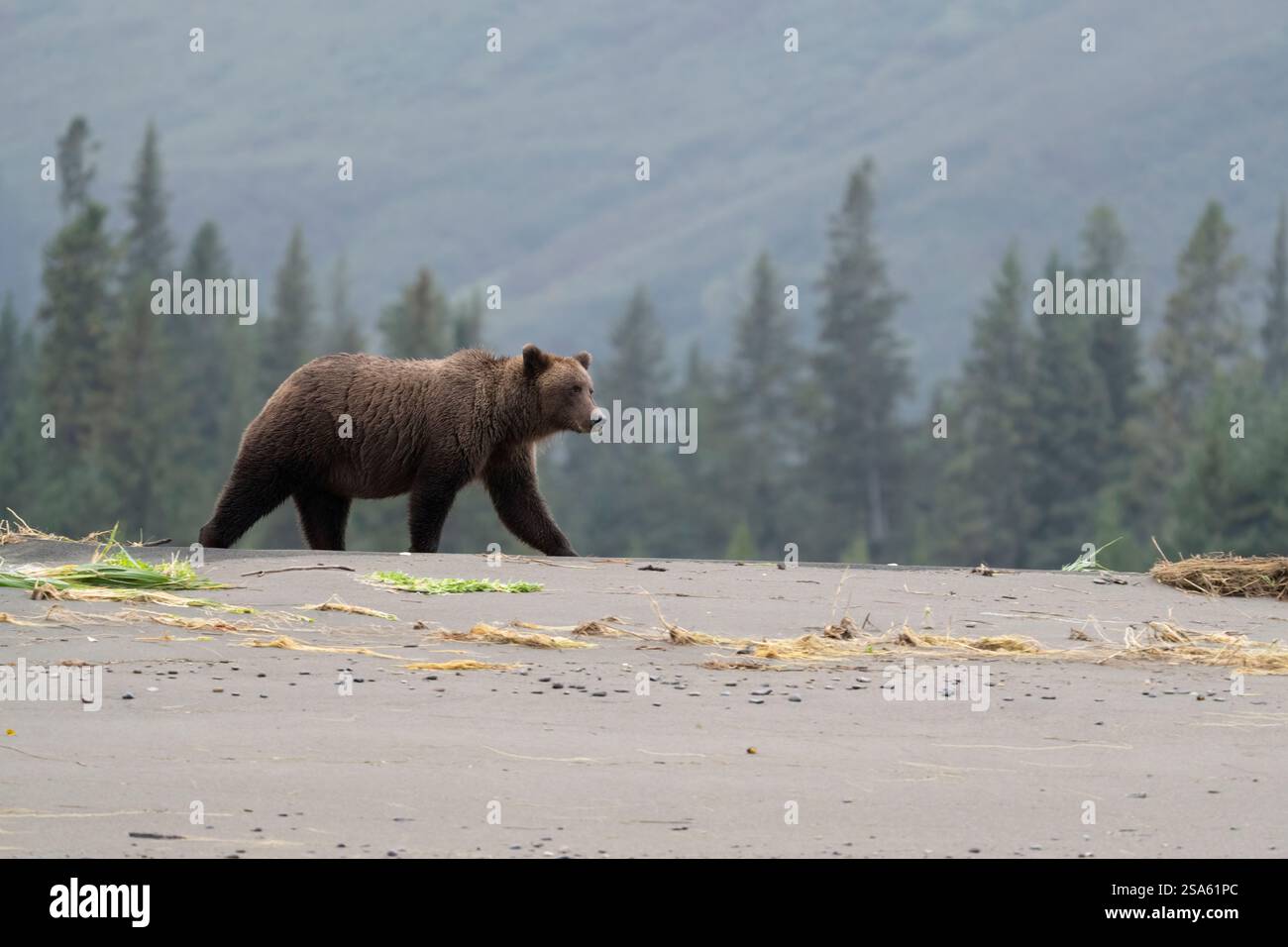 USA, Alaska, Lake Clark National Park. Grizzly bear walking on Cook ...