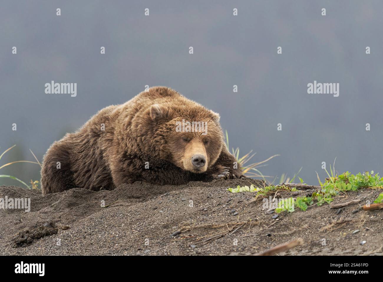 USA, Alaska, Lake Clark National Park. Grizzly bear sleeping on Cook ...