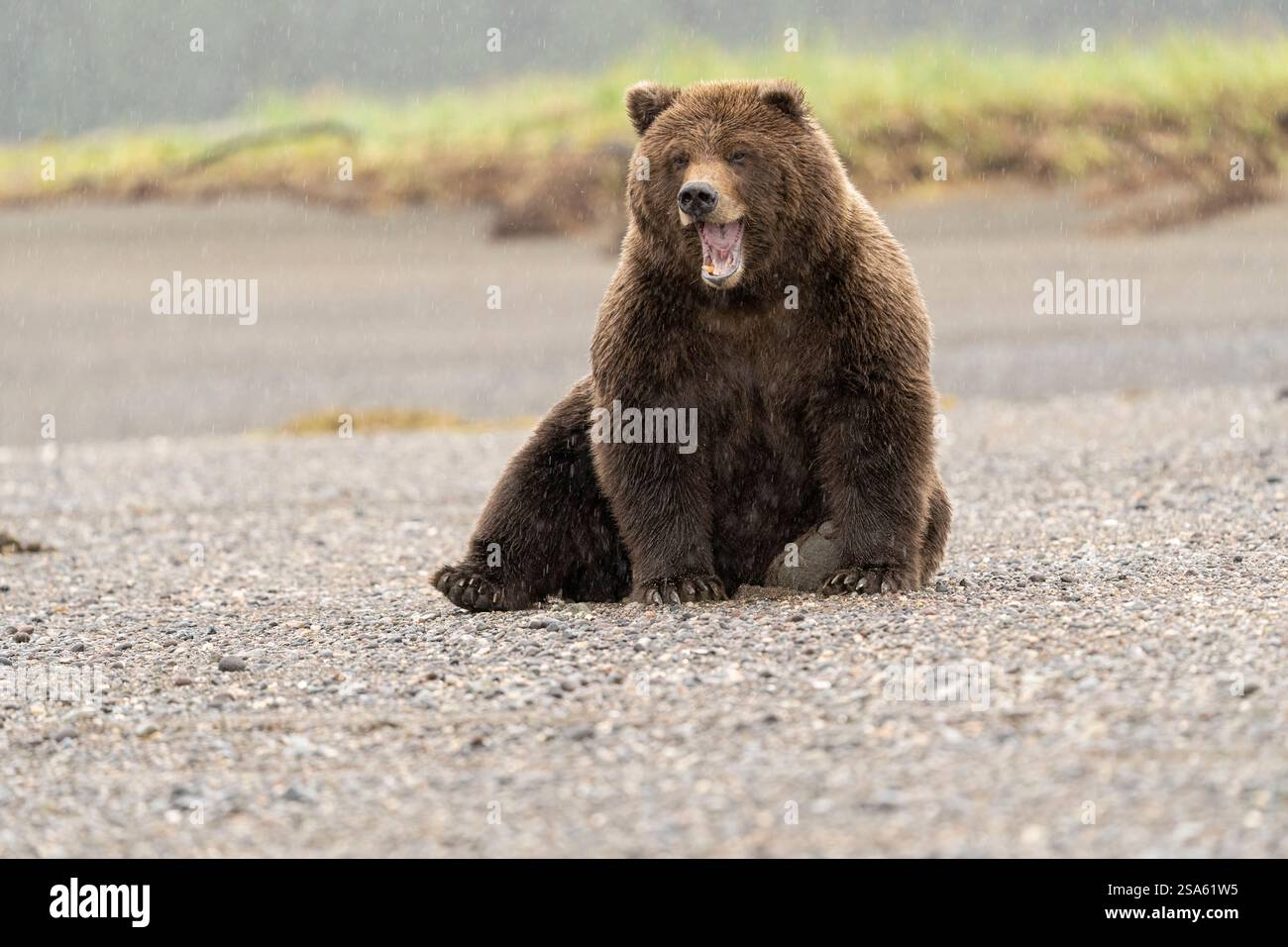 USA, Alaska, Lake Clark National Park. Grizzly bear yawning on beach in ...