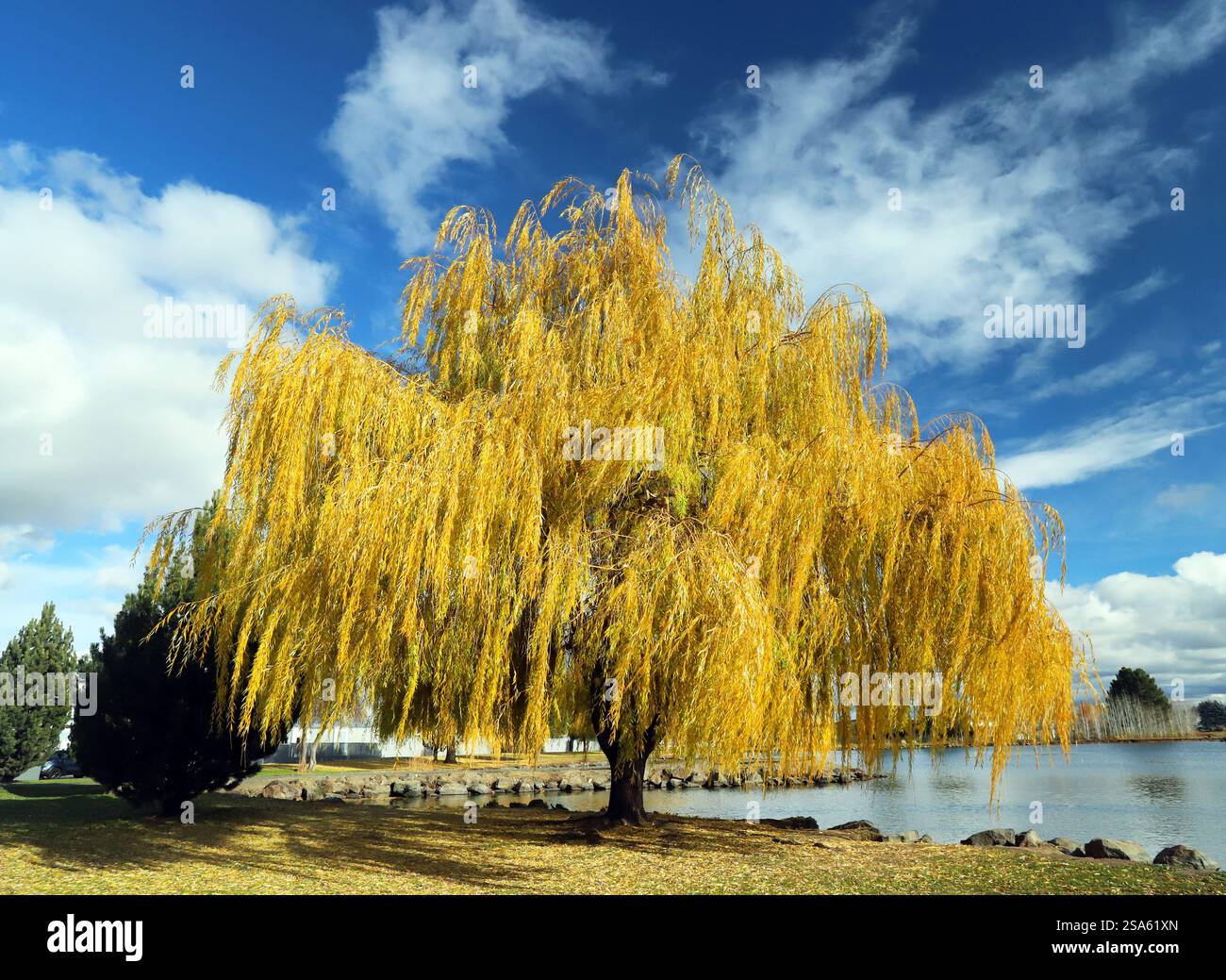 Weeping willow hi-res stock photography and images - Alamy