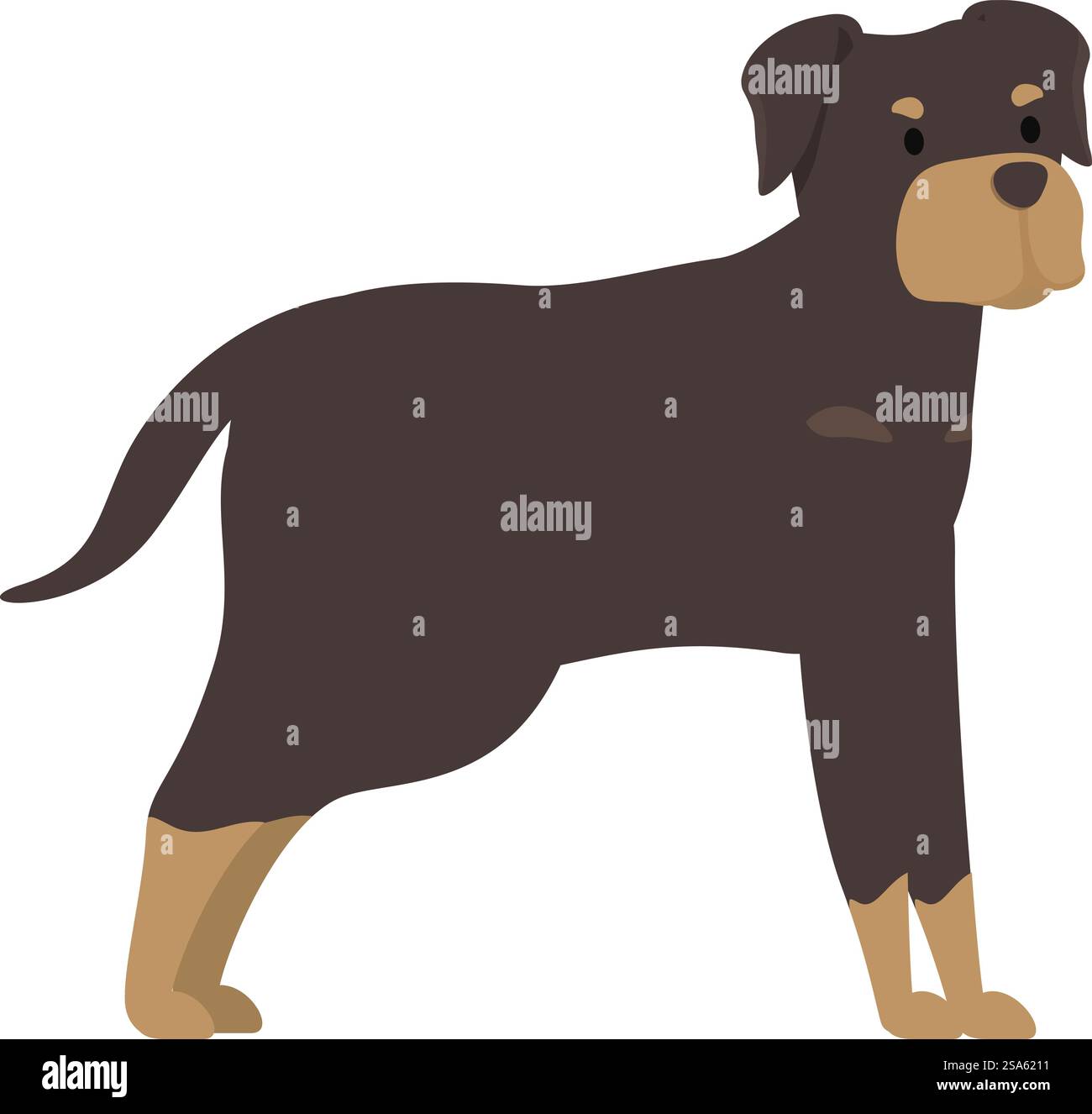 Large rottweiler dog is standing and looking alert. Rottweiler standing ...